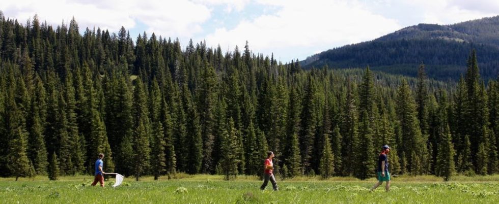 Apply Now to Join Our Pollinators Project - Adventure Scientists