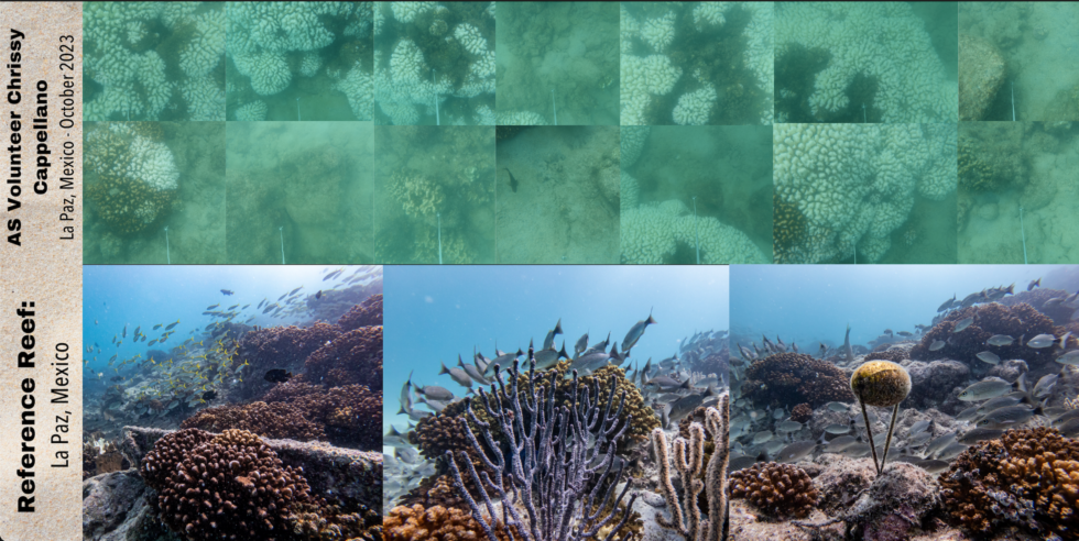 Project Update: Ground Truth Coral Bleaching