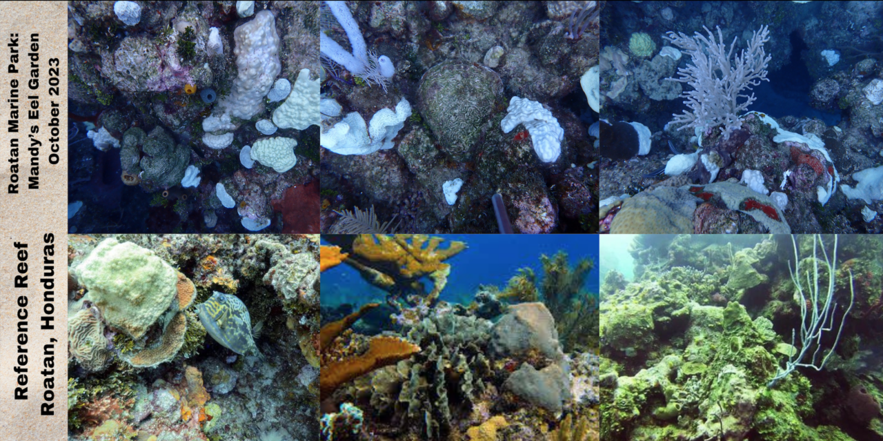 Project Update: Ground Truth Coral Bleaching