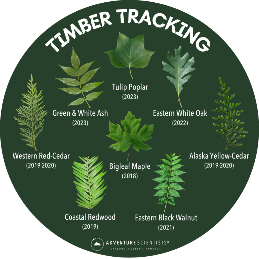 Learn About Our Timber Tracking Project! - Adventure Scientists